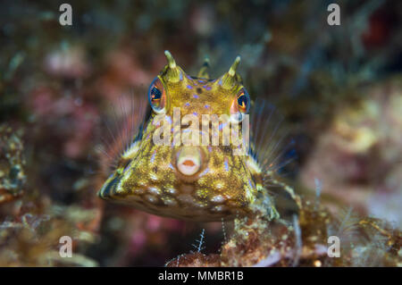 Thornback Cowfish - Lactoria penthacantha Stock Photo - Alamy