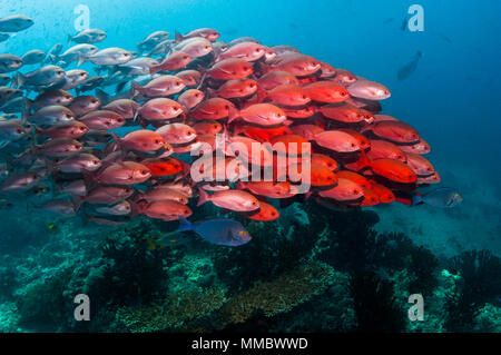 Pinjalo snapper [Pinjalo pinjalo] school with one Elongate surgeonfish ...