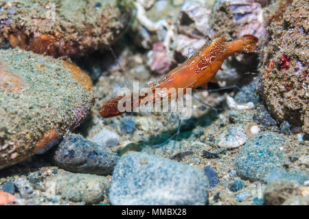 Donald Duck shrimp or Plume shrimp [Leander plumosus]. Ambon, Indonesia ...
