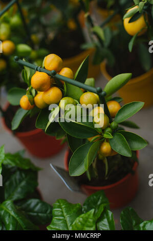 Calamondin is called by many names, including: calamonding, calamondin ...