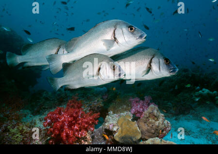 Gibbus sweetlips (Plectorhinchus gibbosus). Andaman Sea, Thailand Stock ...