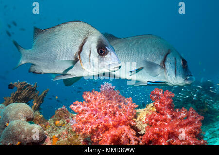 Gibbus sweetlips (Plectorhinchus gibbosus). Andaman Sea, Thailand Stock ...