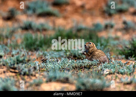Cute Ground squirrel (Spermophilus pygmaeus) standing in the grass ...
