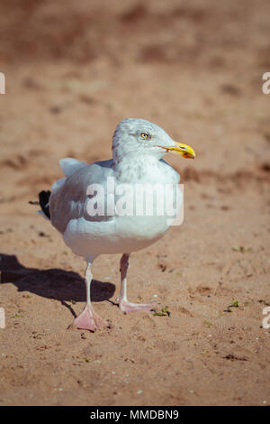 Adult Seagull searching for food Stock Photo - Alamy