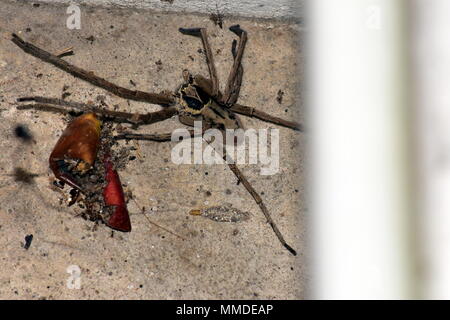 giant crab spiders, huntsman spiders (Heteropoda variegata), on a stone ...