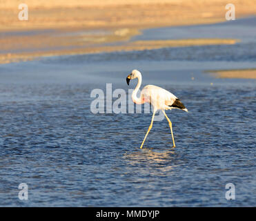 Andean Flamingo (phoenicoparrus andinus Stock Photo - Alamy