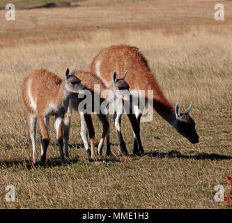 Baby (chulengo) guanacos (Lama guanicoe) in Torres del Paine National ...