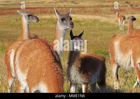 Baby (chulengo) guanacos (Lama guanicoe) in Torres del Paine National ...