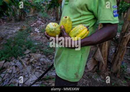 Ivory Coast, Farmer harvesting cacao beans in his plantation Stock ...