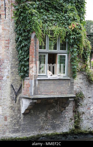 The famous dog in Bruges, Belgium, who spends his day watching Stock ...
