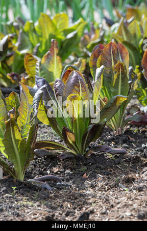 Chicory ‘Rossa di Treviso’. Radicchio 'Rossa di Treviso' growing in a ...