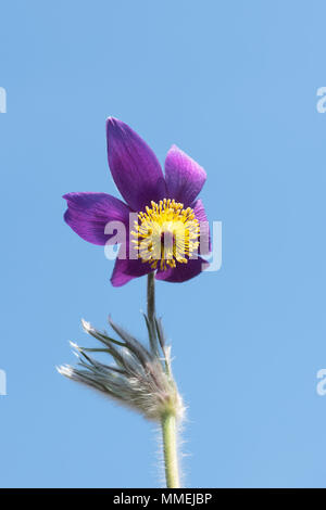 Pulsatilla slavica. Spring flower in the forest. A beautiful purple ...