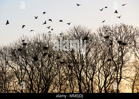 Rookery Rook colony Stock Photo - Alamy
