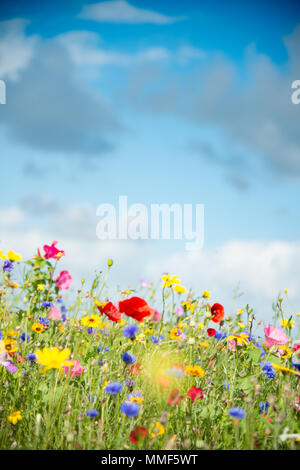 Wild Flower meadow in Wales U.K Stock Photo - Alamy