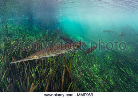 A Florida Gar fish species Stock Photo: 174536921 - Alamy