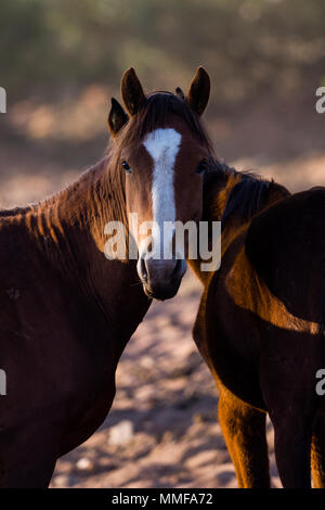 Wild brumby horse (Equus ferus) herd roaming in the landscapes of the ...