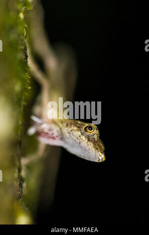Many-scaled Anole (Norops polylepis) in Corcovado National Park, Costa ...