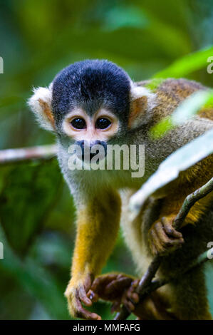 squirrel monkey in the amazon rainforest, ecuador Stock Photo - Alamy