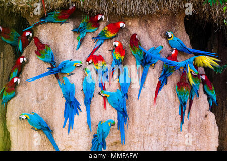 Macaws on a Clay Lick in the Amazon Rainforest, Tambopata National ...