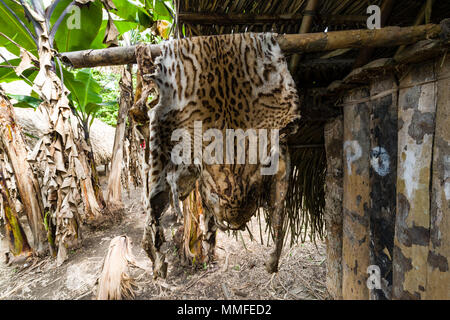 OCELOT Leopardus pardalis Amazon Rainforest Stock Photo - Alamy