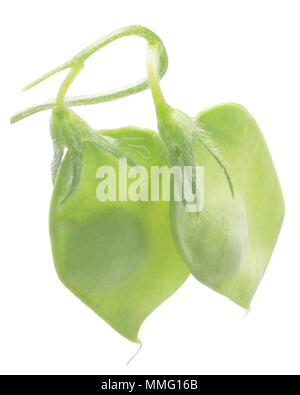 Lentil pods (Lens culinaris), one seed each Stock Photo - Alamy