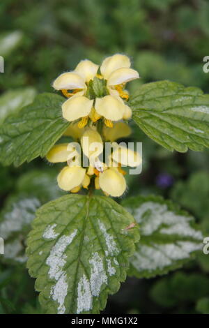 Variegated Yellow Archangel (Lamium galeobdolon argentatum Stock Photo ...