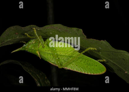 Male of Rhinoceros Spearbearer, Copiphora rhinoceros, Tettigoniidae ...