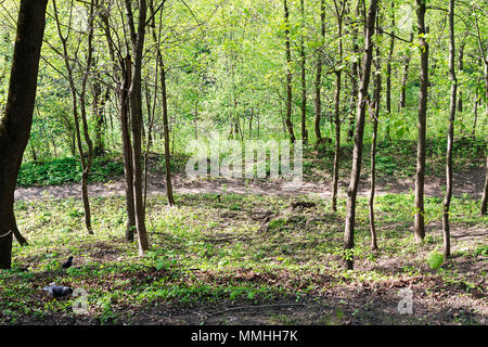 Trees in a meadow with lawn at the same distance Stock Photo - Alamy