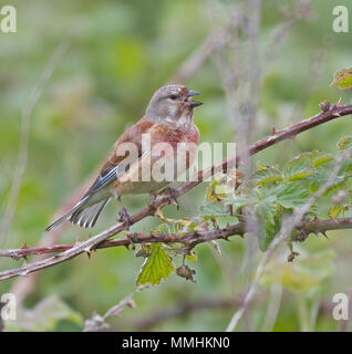 Linnet, Linaria cannabina, male and female in water bathing, Bulgaria ...