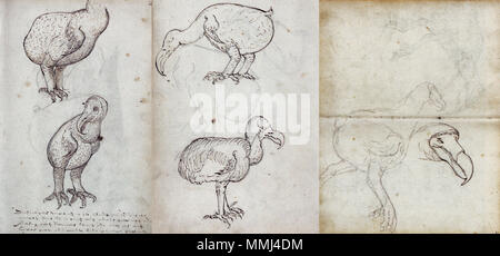 Dodo (VOC Gelderland, 1602 Stock Photo - Alamy