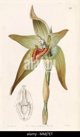 Ida gigantea (as Lycaste gigantea) - Edwards vol 31 (NS 8) pl 34 (1845 ...