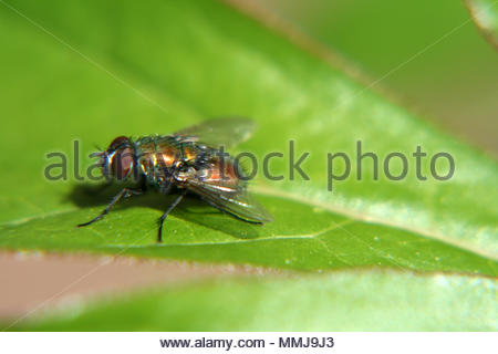 Lucilia sericata Diptera Calliphoridae larvae and pupae on carrion ...