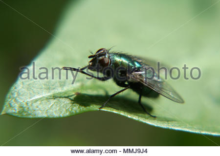 Lucilia sericata Diptera Calliphoridae larvae and pupae on carrion ...