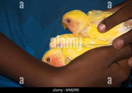 Baby lutino peach face - love bird is one of the most popular mutations ...