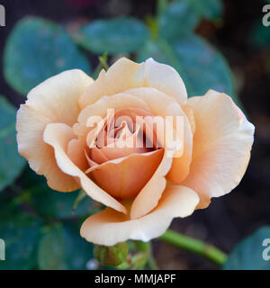 Roses In Perth WA In Rain Water Stock Photo - Alamy
