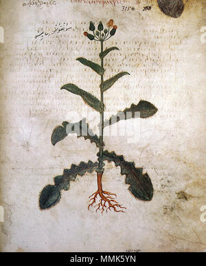 The 6th-century 'Wiener Dioskurides' manuscript illustrates Satureja ...