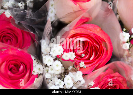 Detail photograph of some natural rose flowers Stock Photo - Alamy