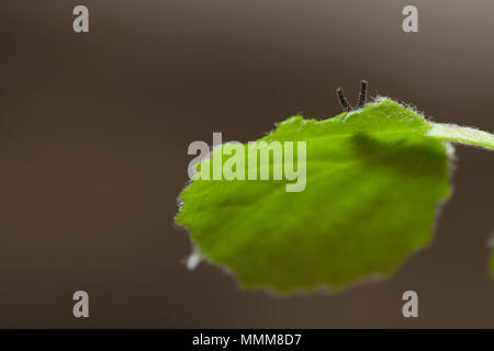 Lesser purple emperor caterpillar Stock Photo - Alamy
