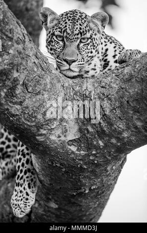 Leopard looks out from behind a tree. National Park. Kenya. Tanzania ...