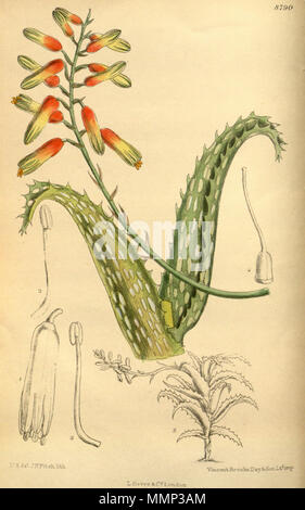 . Aloe concinna (= Aloe squarrosa), Xanthorrhoeaceae, Asphodeloideae ...