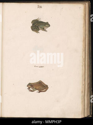 Studies of a Dog 16th century Anonymous, Netherlandish, 16th century ...