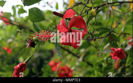 beautiful flower image,mandar flower by manoranjan mishra Stock Photo ...