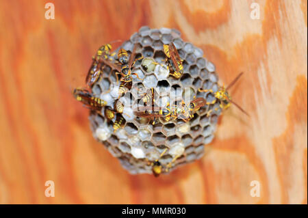 Japanese giant hornets (Vespa mandarinia) attacking honey bees, Ina ...