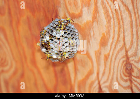 Japanese giant hornets (Vespa mandarinia) attacking honey bees, Ina ...