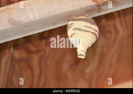 Japanese giant hornets (Vespa mandarinia) attacking honey bees, Ina ...