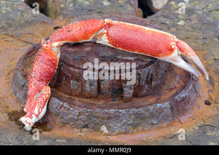 Marine sea crab on discarded Waste pollution,COVID-19 disease ...
