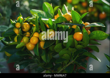 Calamondin is called by many names, including: calamonding, calamondin ...