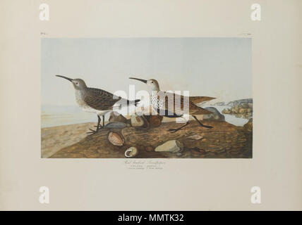 Red-backed Sandpiper and Pectoral Sandpiper John James Audubon ...