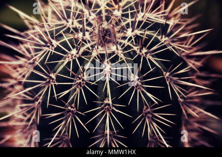 A close look of a big cactus with long and spiked sharp leaves. Very ...