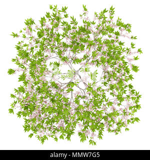 top view of flowering cherry tree isolated on white background. 3d ...